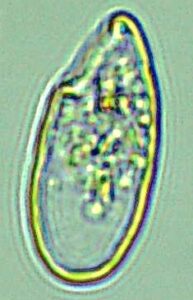 Trinema lineare – Tecamebas